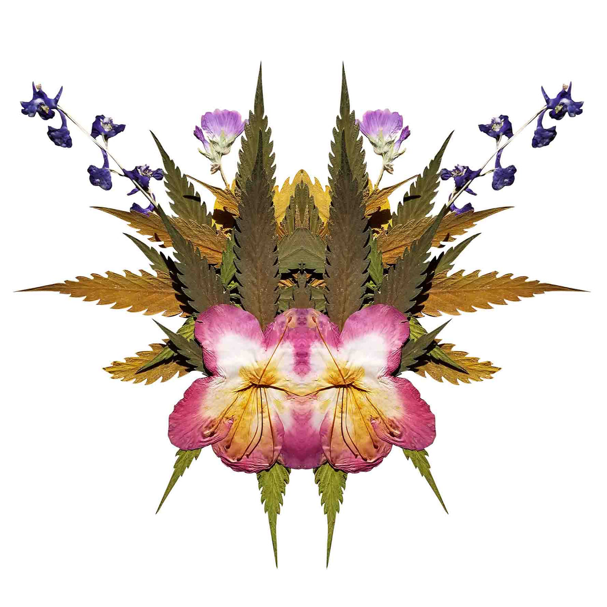 Smoochie Boochie – Cosmic Fractal Magnitudes
